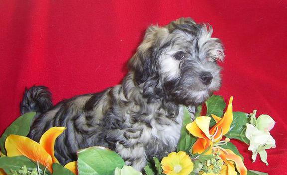 Havanese Breed Profile